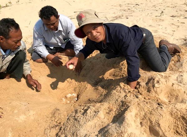 A Nest of Critically Endangered Royal Turtle Found in Sre Ambel River ...