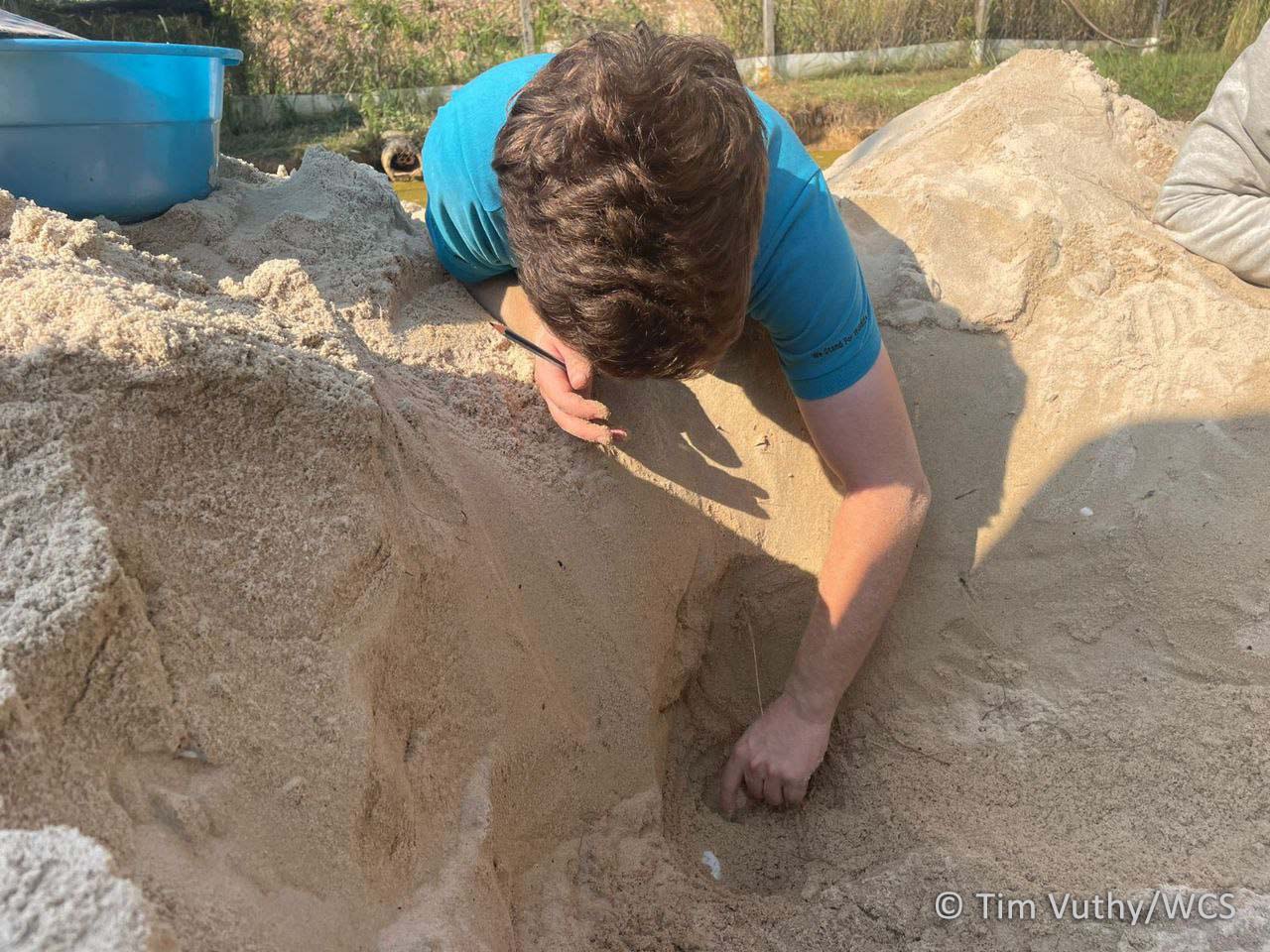 Captive Royal turtles lay 54 eggs at Koh Kong Reptile Conservation ...