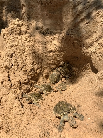 Nine New Royal Turtle Hatchlings Taken to Conservation Center in Koh ...