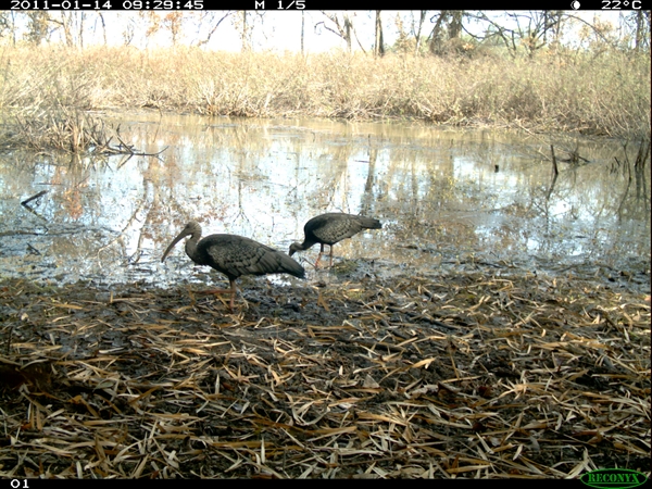 Wildlife-Friendly Ibis Rice Received International Recognition > WCS ...