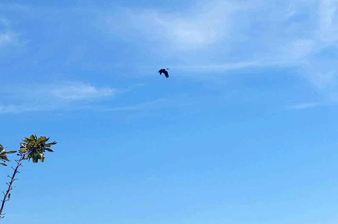 ក្រុមអ្នកអភិរក្សសត្វព្រៃបានលែងសត្វត្រុំ និងត្រដក់តូច ...