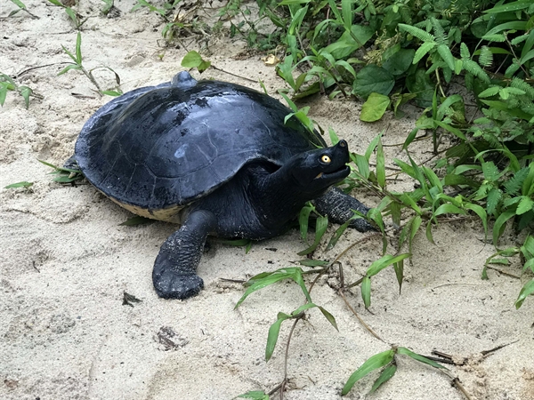 Twenty-five Critically Endangered Royal Turtles Return to the Wild ...