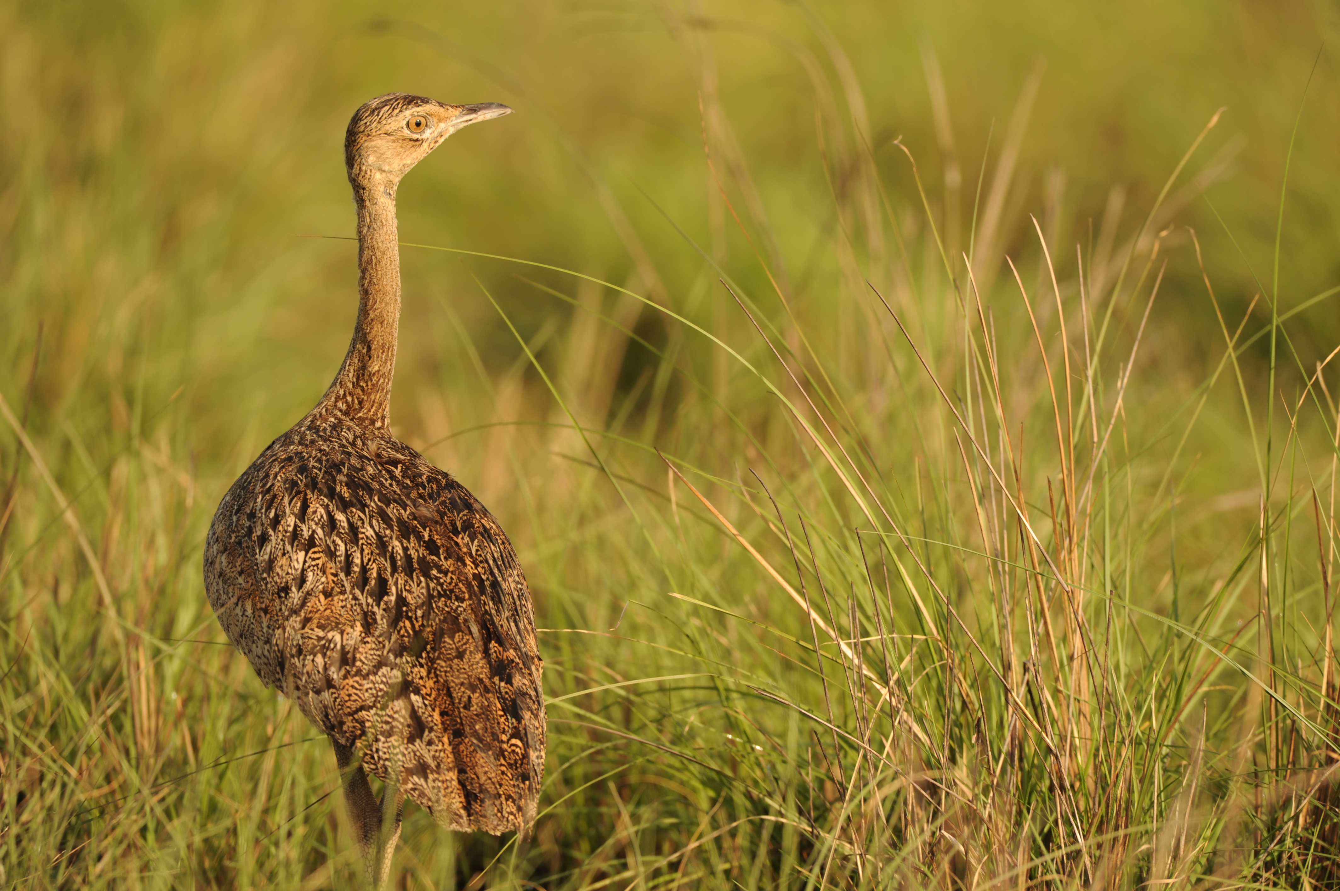 Cambodia’s Bengal Florican population declines, but conservation can ...