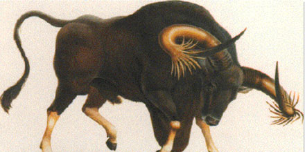 Searching for the Elusive Kouprey