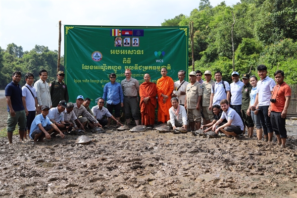 20 Royal Turtles Released Into Their Natural Habitat > WCS Cambodia