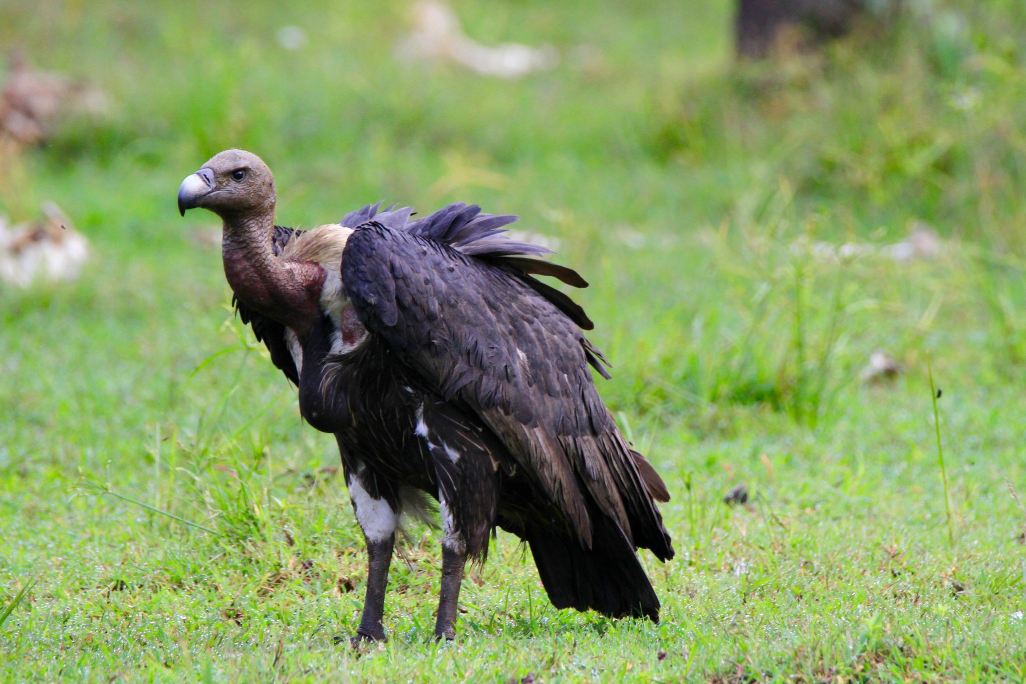 2020 International Vulture Awareness Day: Cambodia’s vultures remain at ...