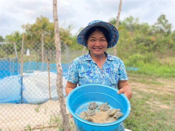 Record Number of Royal Turtle Hatchlings Born at WCS Cambodia's Koh ...