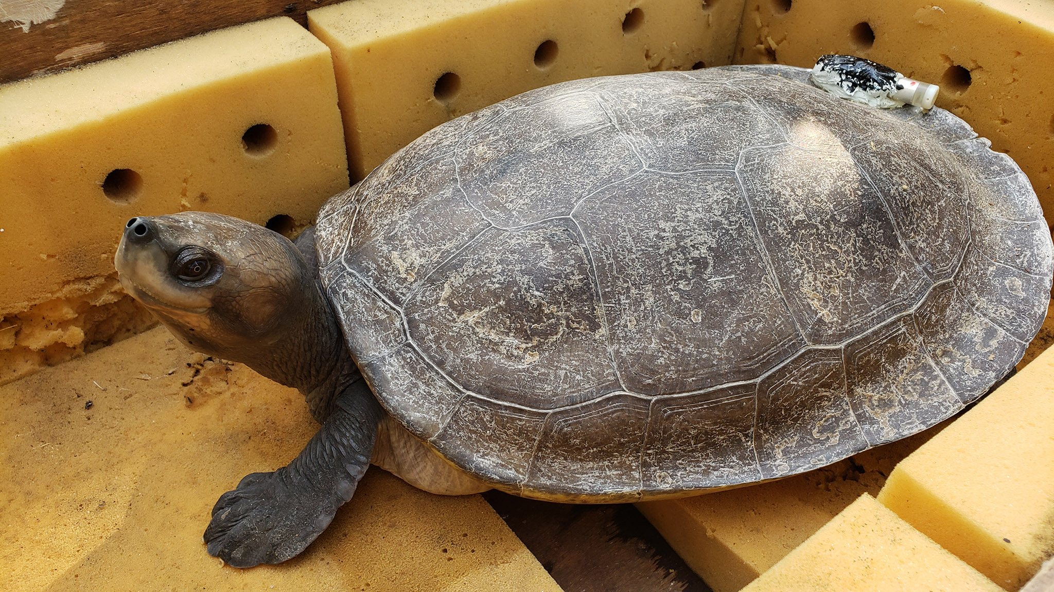 10 Royal Turtles released into their natural habitat > WCS Cambodia