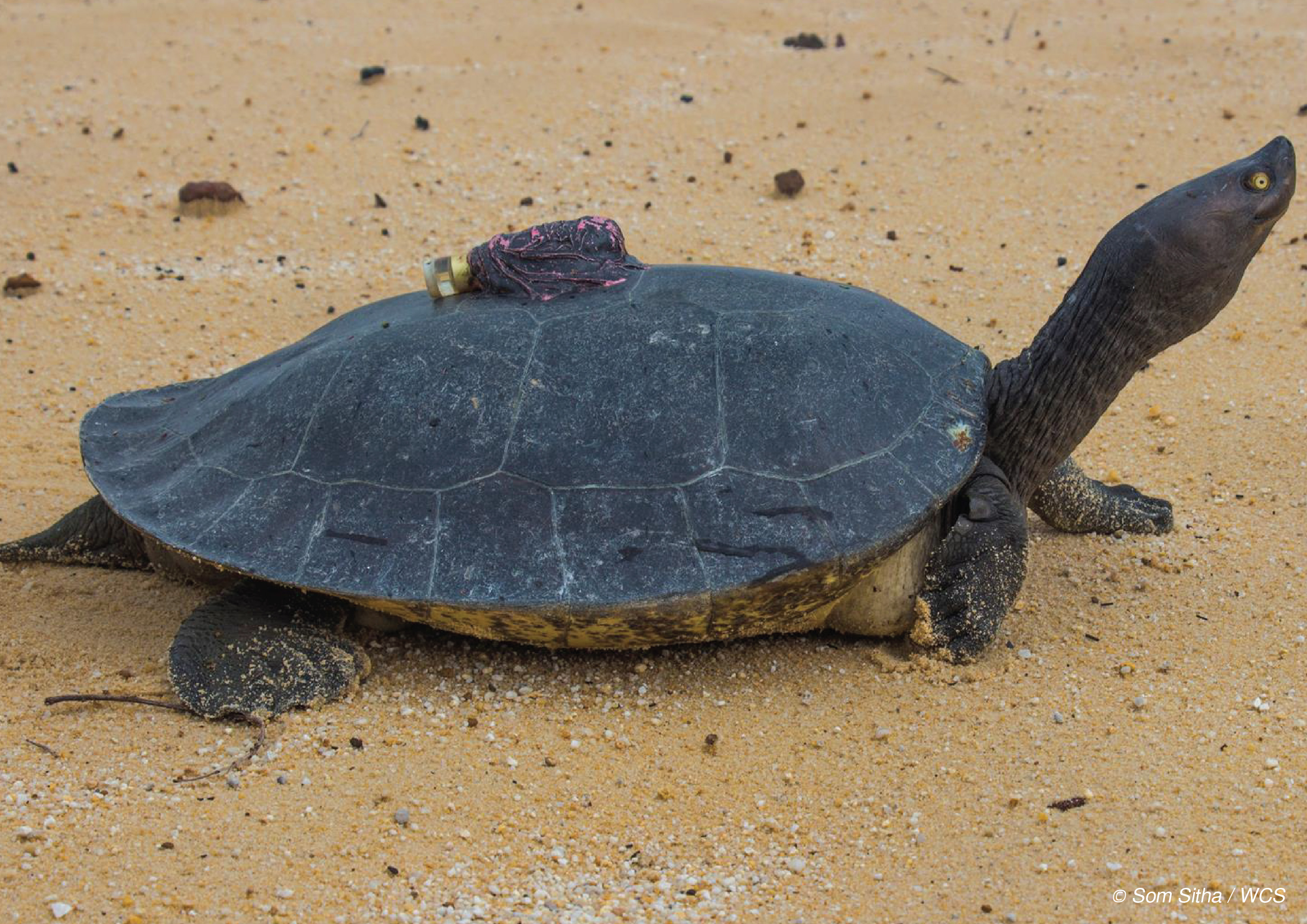 Critically Endangered Royal Turtles on the road to recovery! > WCS Cambodia