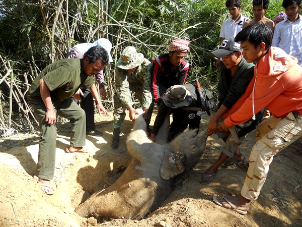 A young Asian Elephant found dead inside Keo Seima Wildlife Sanctuary ...