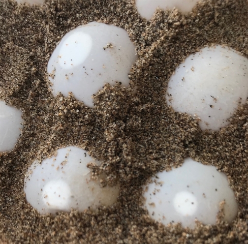 First Asian Giant Softshell Turtle Nest of the Season Located in the ...